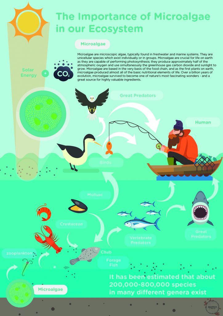 Importance of Microalgae in Our Ecosystem; Infographic | Algatech